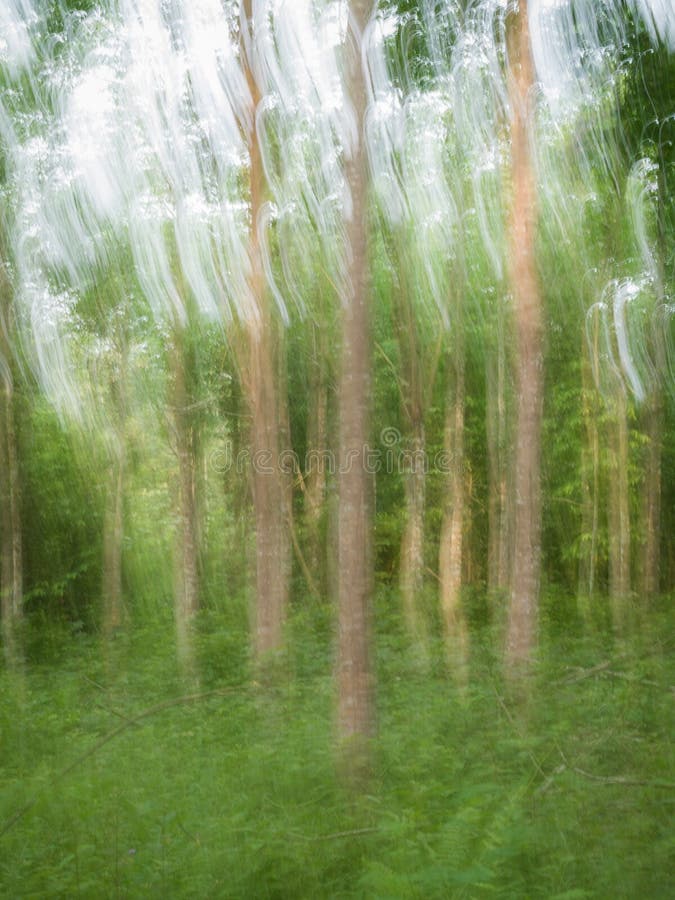 Long shutter speed of tree stock photo. Image of light - 123240710