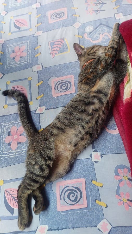 Long Sleeping Cat, so Peacefully in the Bed. Stock Image - Image of ...