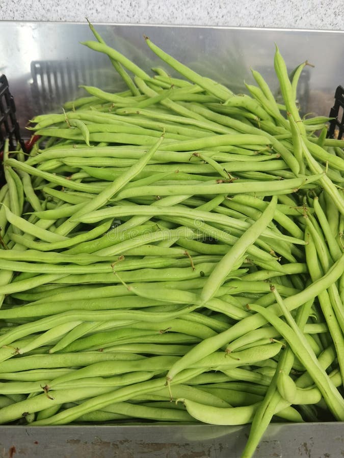Long, Slender Green Beans, Piled High in a Metal Container Stock Photo ...