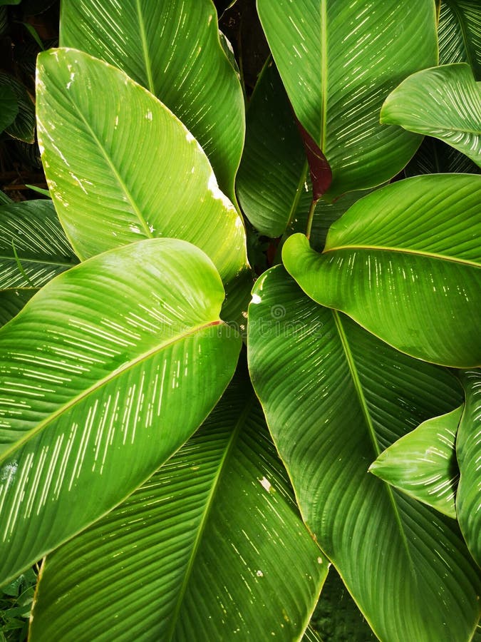 The Long, Slender Green Leaves with Fishbone-like Veins are Arranged in ...