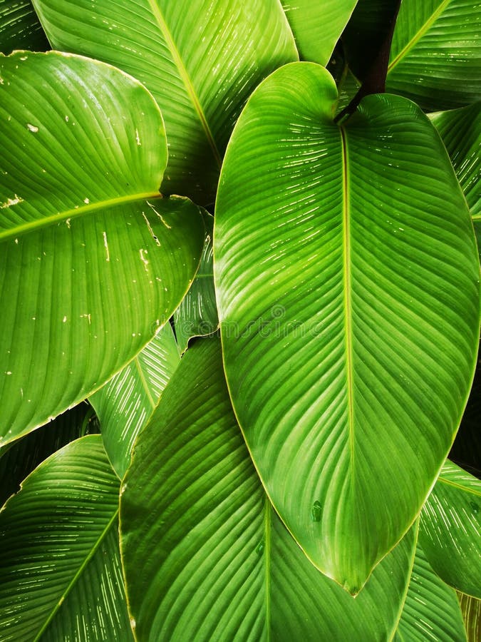 Unique Leaf Pattern Variations Stock Photos - Free & Royalty-Free Stock ...