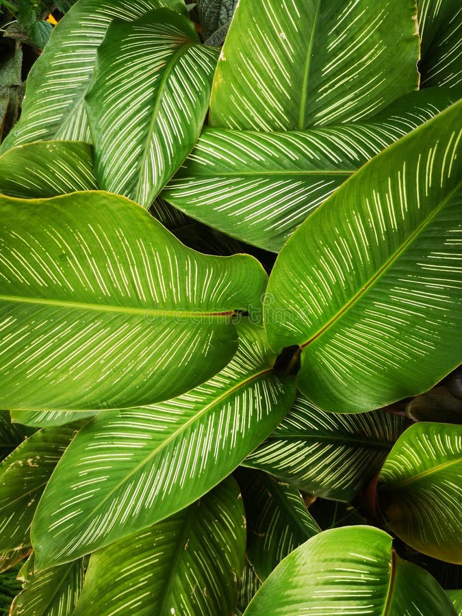 The Long, Slender Green Leaves with Fishbone-like Veins are Arranged in ...