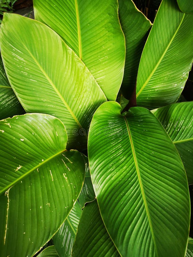 The Long, Slender Green Leaves with Fishbone-like Veins are Arranged in ...