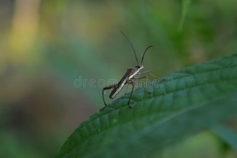 Long Slender Insects on a Leaf Stock Image - Image of leaf, macro ...