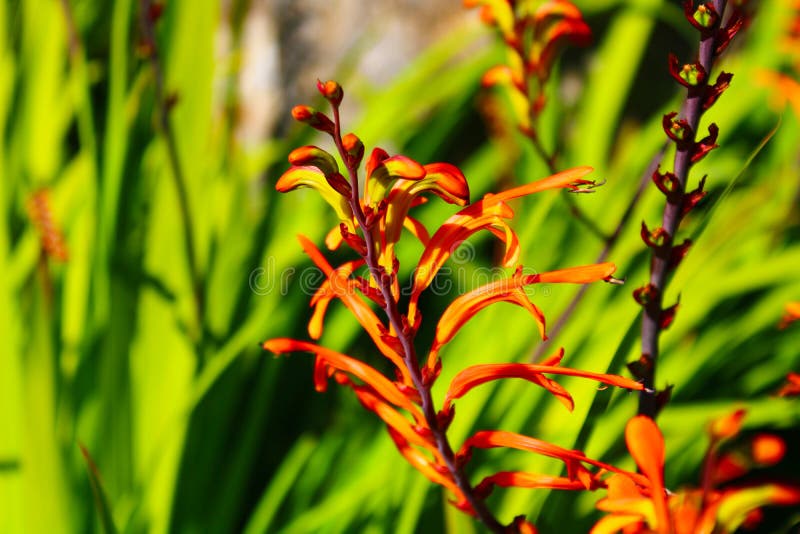 Long Slender Orange and Deep Red Flower with a Lush Green Background of ...
