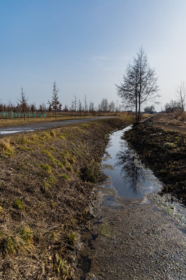 Long Stream Next To Path and Big Tree Plantation Stock Photo - Image of ...