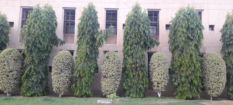 Long and Small Trees in the Home Garden. Stock Photo - Image of city ...