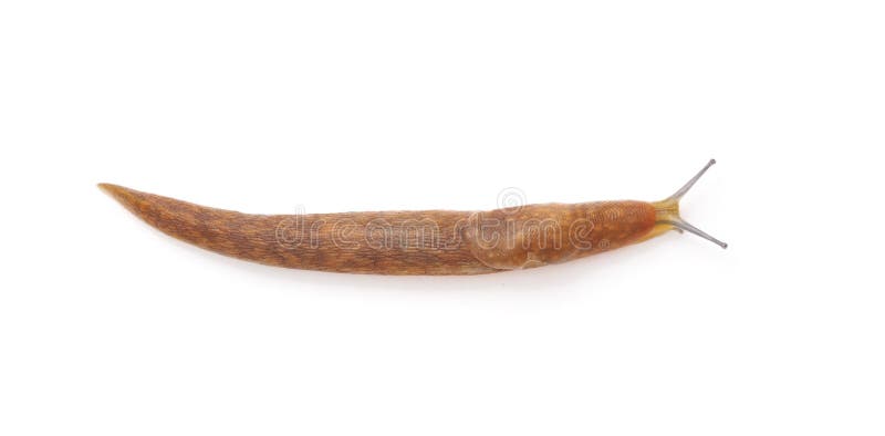 Long snail. stock photo. Image of single, invertebrate - 81174260