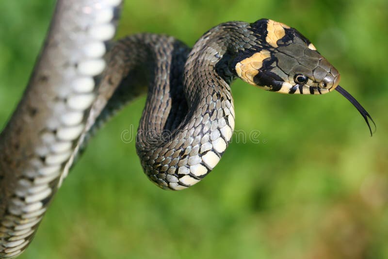 Long snake stock photo. Image of palate, wildlife, viper - 5227162