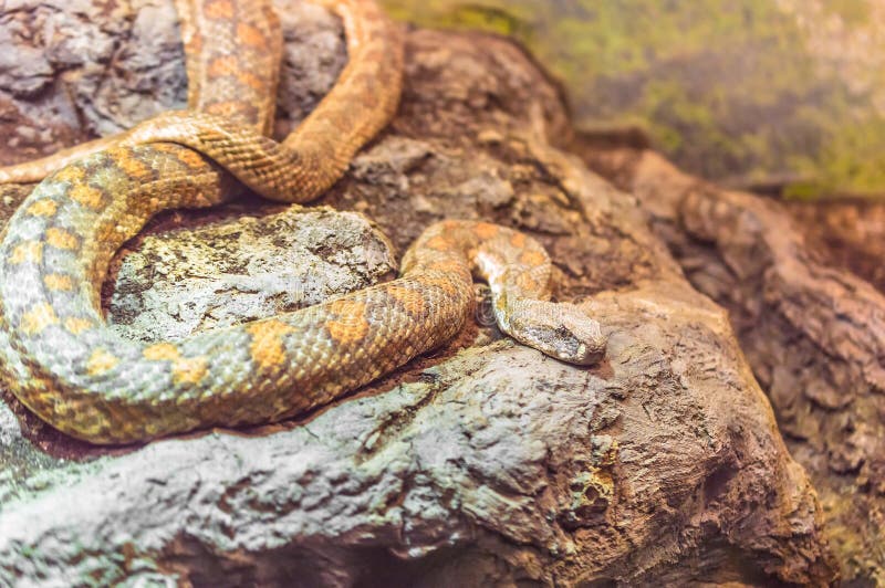 Long Snake Looks at the Tree Stock Photo - Image of brown, attack: 70355458