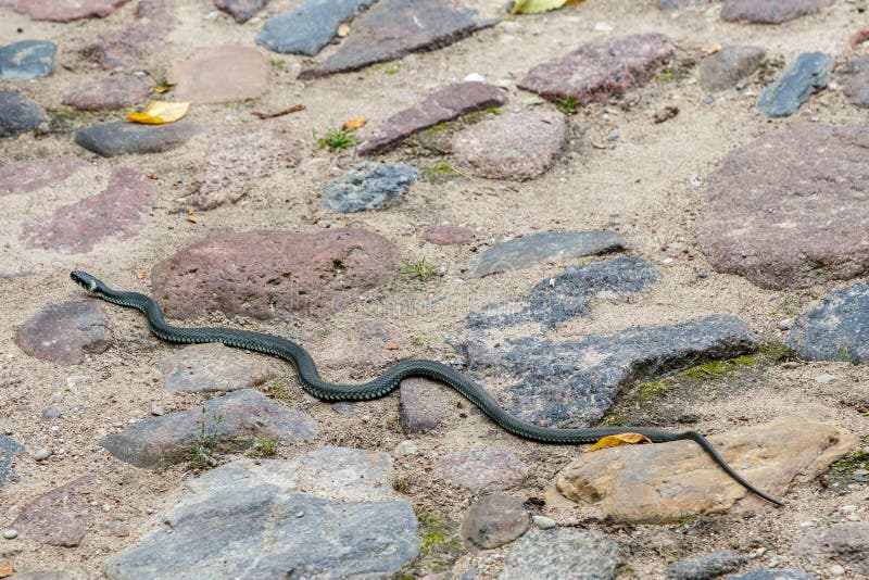 Long Snake. stock image. Image of scales, environment - 125926971