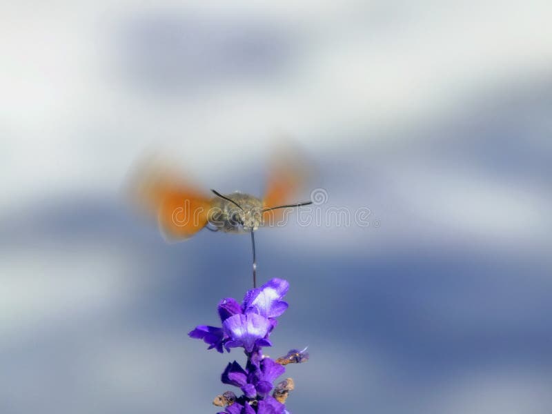 The long snout moth stock image. Image of pollen, moths - 50777767