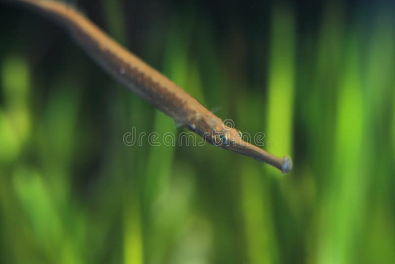 Long-snouted seahorse stock image. Image of life, guttulatus - 29709303