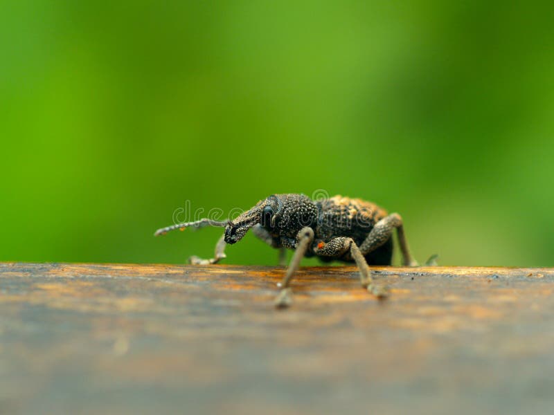 Long snouted weevil stock photo. Image of wood, snouted - 6706078