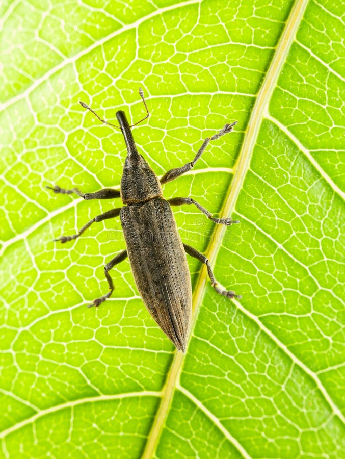 Long Nose Insect On Green Leaf Stock Image - Image of antenna, antennae ...