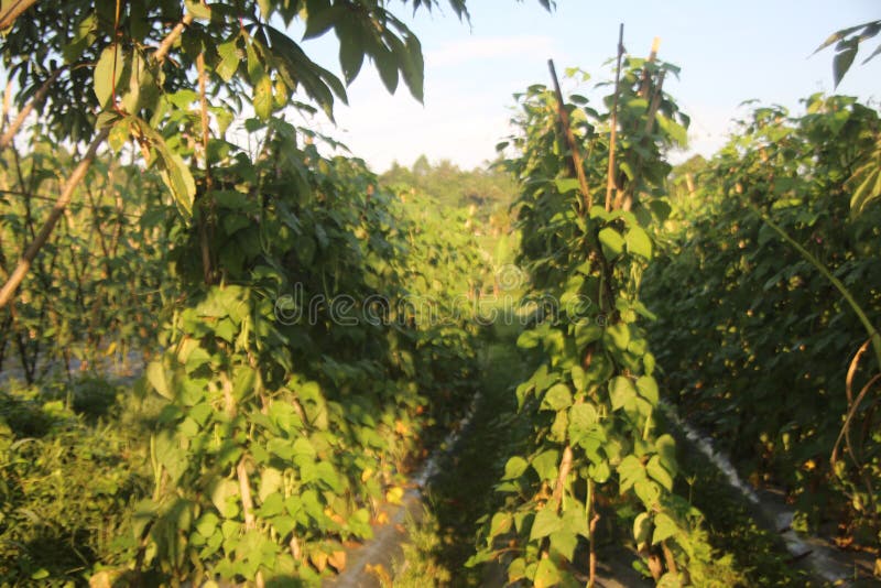 Long Soy Bean Tree in the Field Stock Photo - Image of legume, land ...
