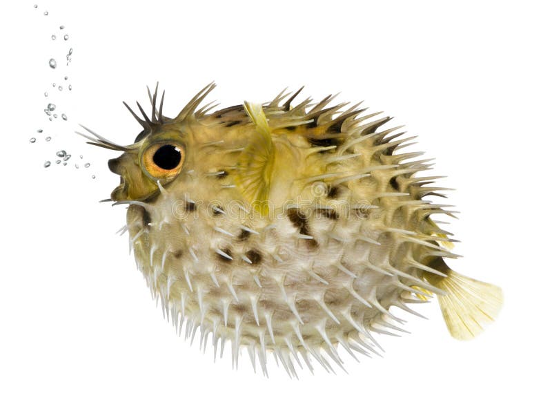 Spiky fish stock photo. Image of water, dangerous, green - 12735482
