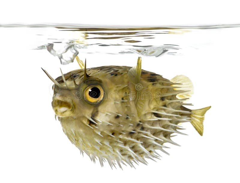 A Puffed Up Porcupinefish (Diodon Hystrix) Stock Photo - Image of ...