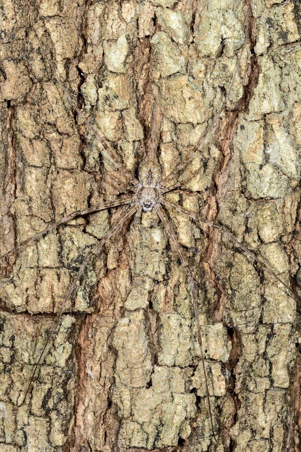 Bark Spider 5 stock photo. Image of spiders, bark, african - 52506536