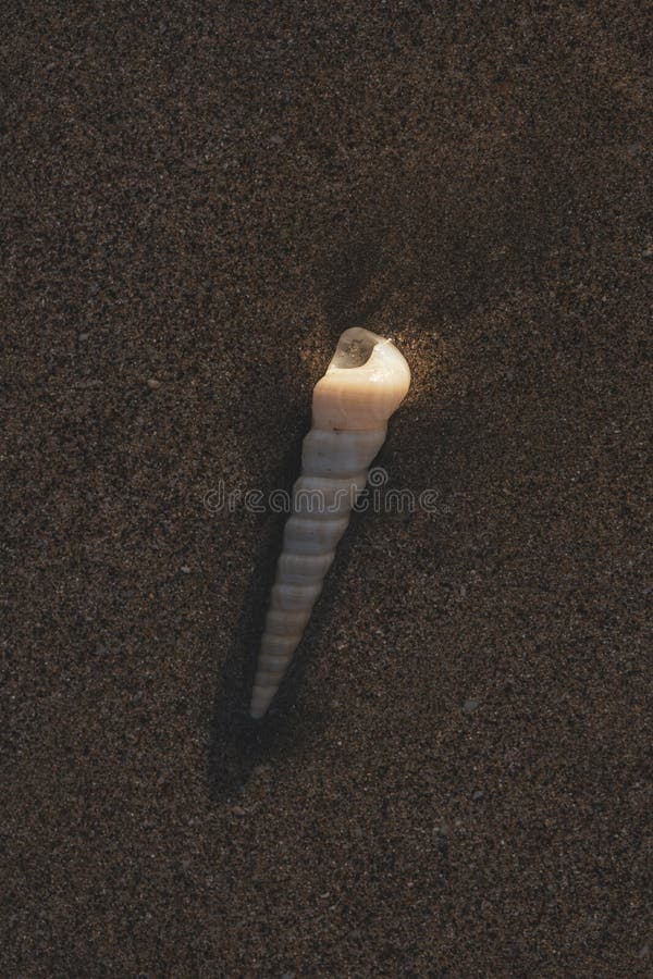 Pointy Seashell Stock Photos - Free & Royalty-Free Stock Photos from ...