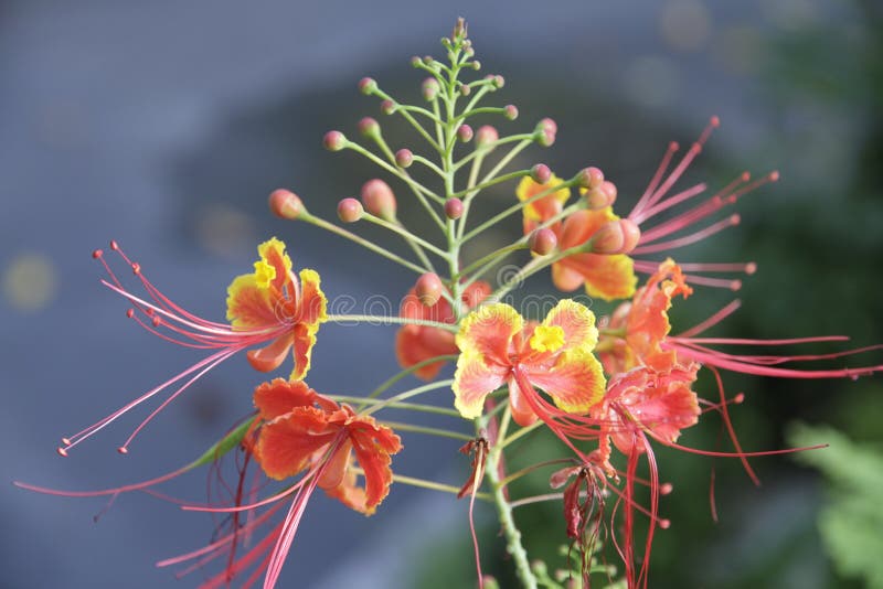 Long Stamen Flower stock image. Image of orange, garden - 26511185