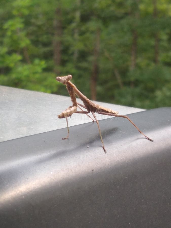 Eastcoastinsect Stock Photos - Free & Royalty-Free Stock Photos from ...