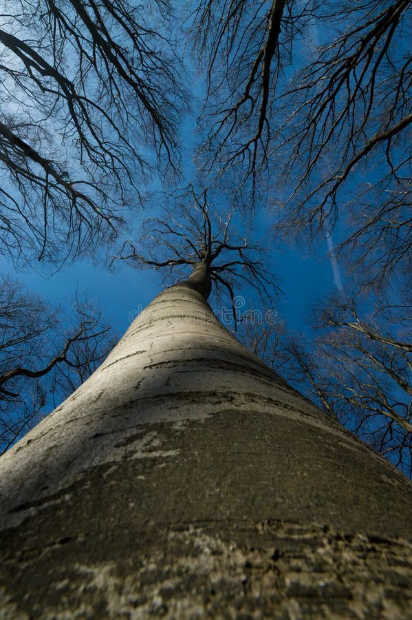 Stem Of Beech Tree From Bottom Up Stock Image - Image of plants, growth ...