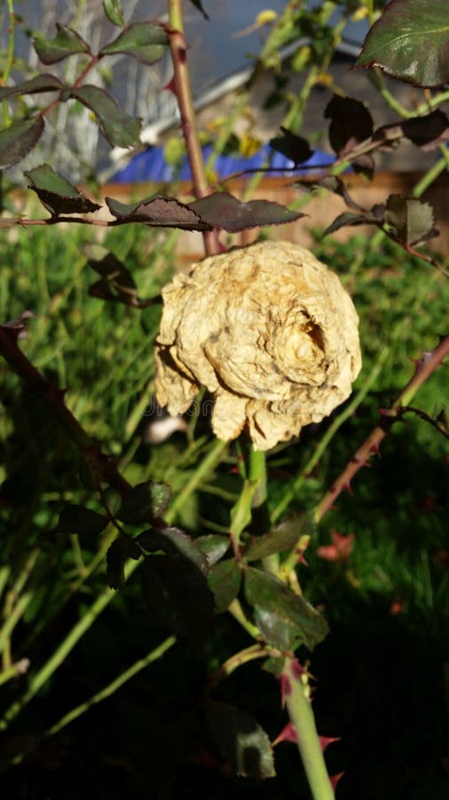 Dead Long Stem Rose Stock Photos - Free & Royalty-Free Stock Photos ...