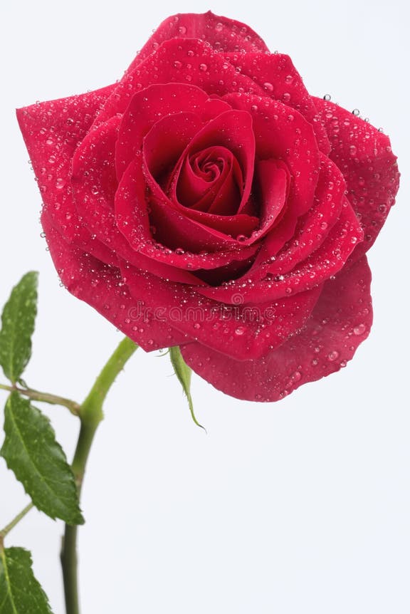 2,137 Red Rose Long Stem Stock Photos - Free & Royalty-Free Stock ...