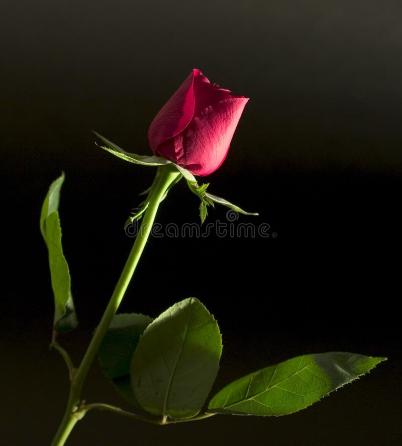 Skull with Rose between Teeth Stock Photo - Image of black, details ...