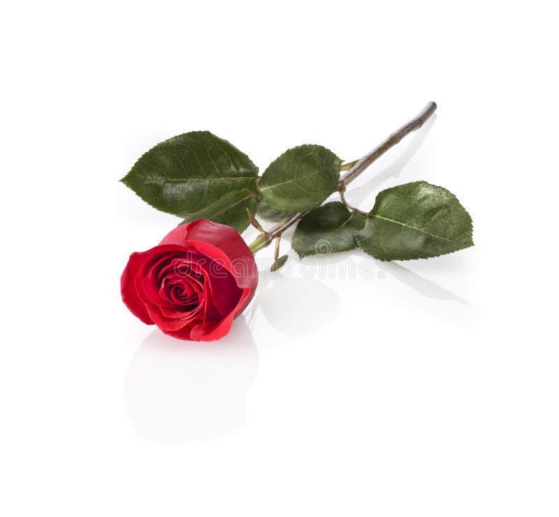 One long stem red rose stock image. Image of blossomed - 10614333