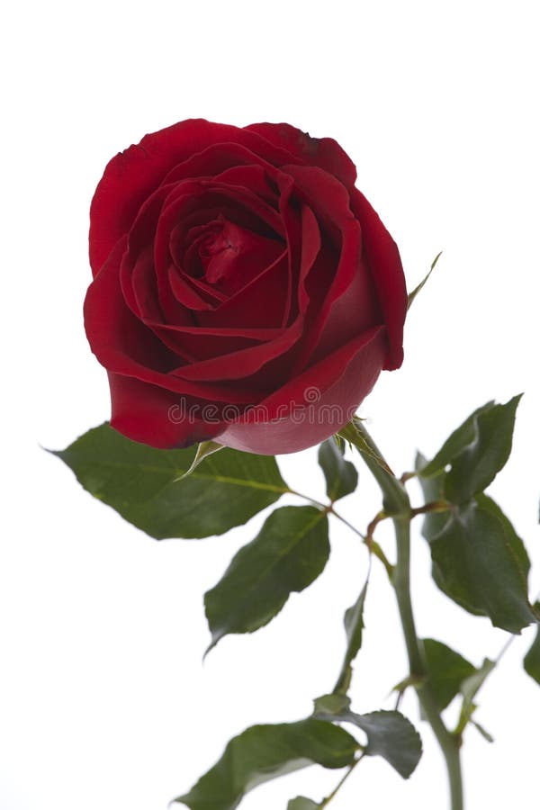 Long Stem Red Rose Stock Photos - Download 1,306 Royalty Free Photos