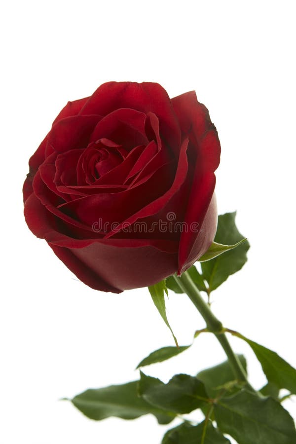 Long Stem Red Rose Stock Photos - Download 1,306 Royalty Free Photos
