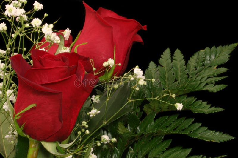 Long Stem Red Roses on Black Background Stock Image - Image of fern ...
