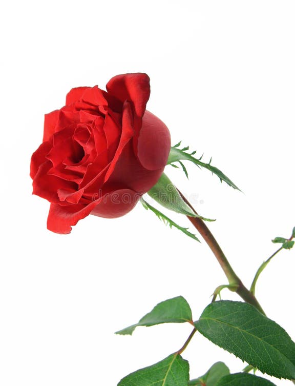 3,332 Long Stem Rose Stock Photos - Free & Royalty-Free Stock Photos ...