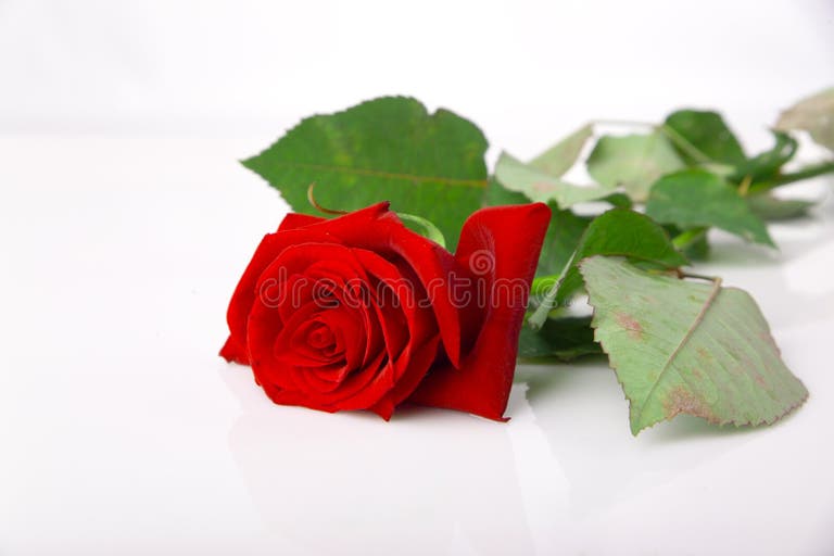 309 One Long Stem Red Rose Stock Photos - Free & Royalty-Free Stock ...