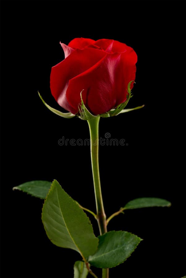 Long stem rose on black stock photo. Image of romance - 26006800
