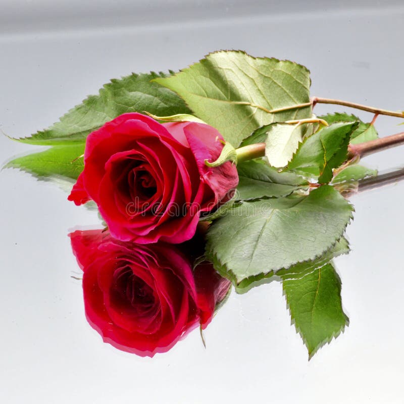 2,877 Long Stem Rose Stock Photos - Free & Royalty-Free Stock Photos ...