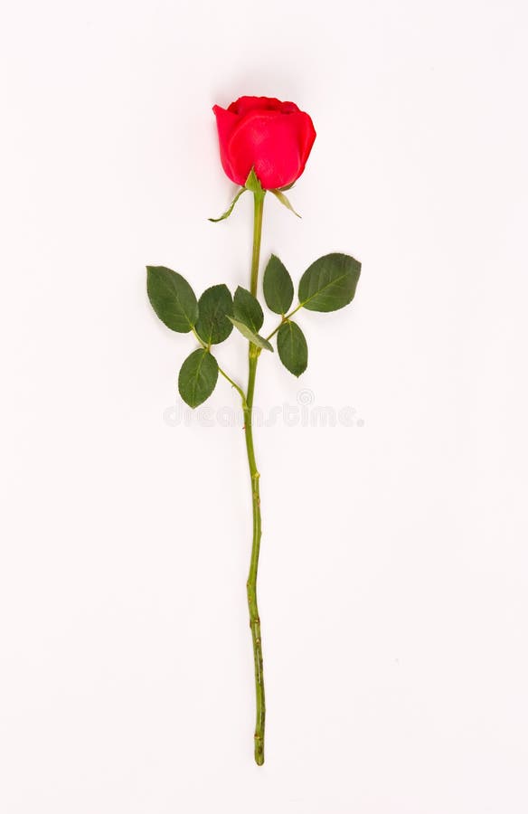 3,388 Long Stem Rose Stock Photos - Free & Royalty-Free Stock Photos ...