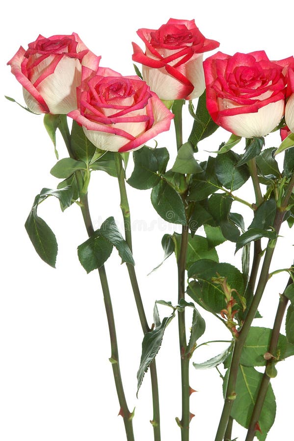 Long stem roses stock photo. Image of green, white, long - 12525760
