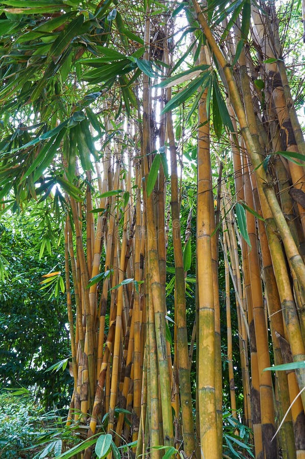 Long stems of bamboo stock image. Image of grove, forest - 59286791