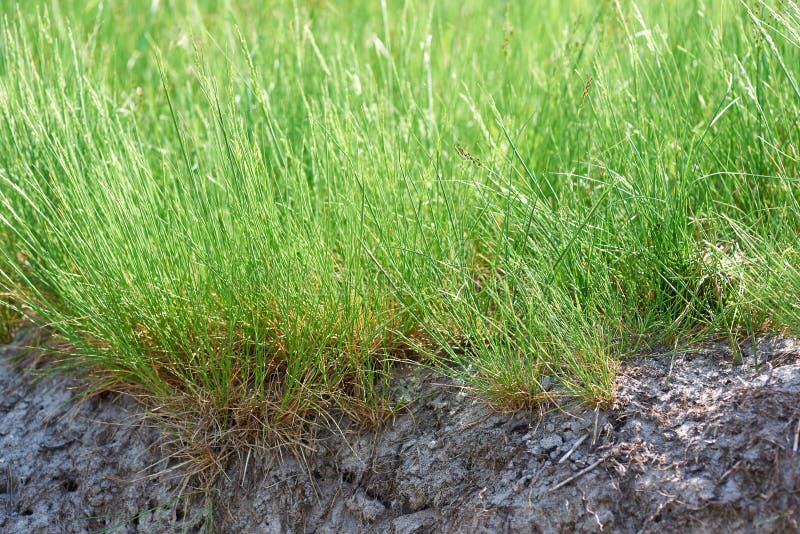 Long Stems of Fresh Green Grass in the Steppe Zone of Ukraine Stock ...