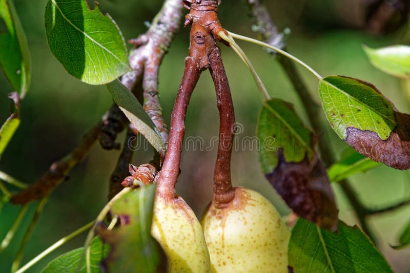 Long Stems of Pears Growing Viewed from Above the Pears Stock Photo ...