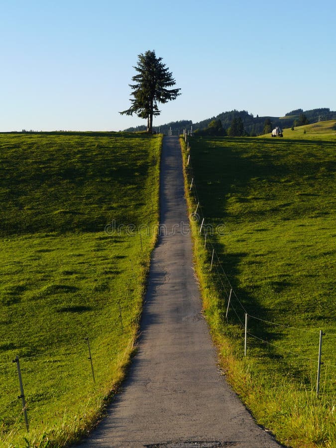Long Straight Country Lane through Lush Fields Stock Photo - Image of ...