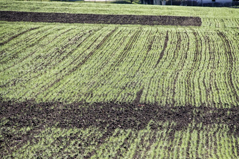 Long Straight Lines of Green Plants on the Distant Field Stock Image ...