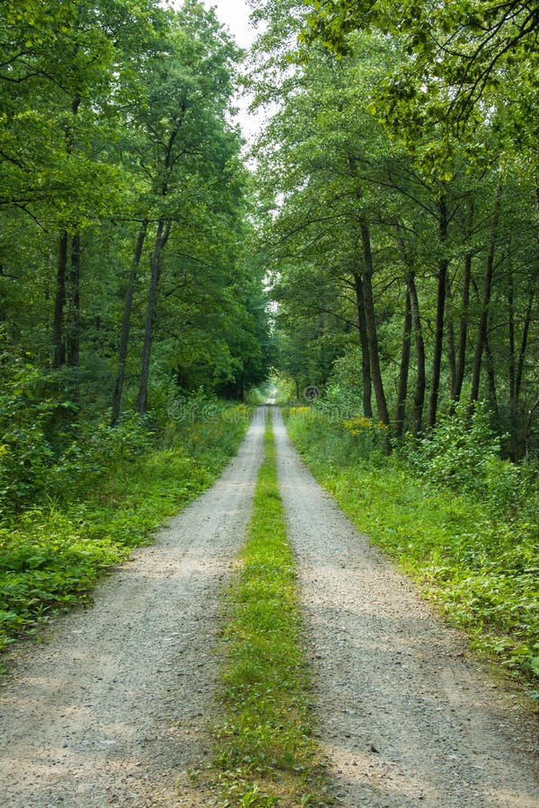 Long And Straight Path Through The Forest Stock Image - Image of grass ...