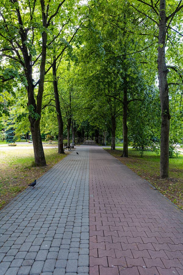 A Long Straight Path Made of Cobblestones among Symmetrically Planted ...