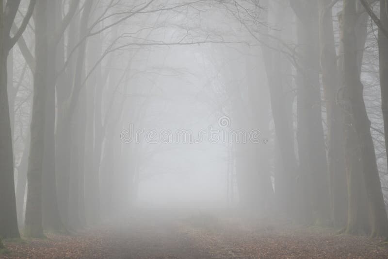 Long, Straight Path through a Misty Forest Stock Photo - Image of line ...