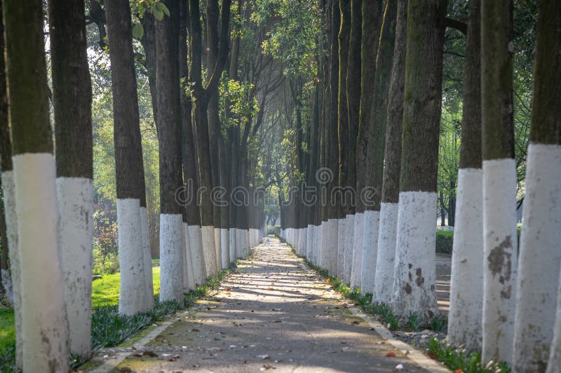 Long straight path road stock image. Image of road, alley - 312986843