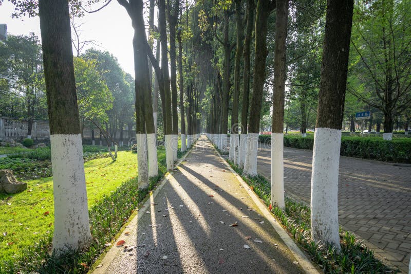 Long straight path road stock photo. Image of season - 312986866